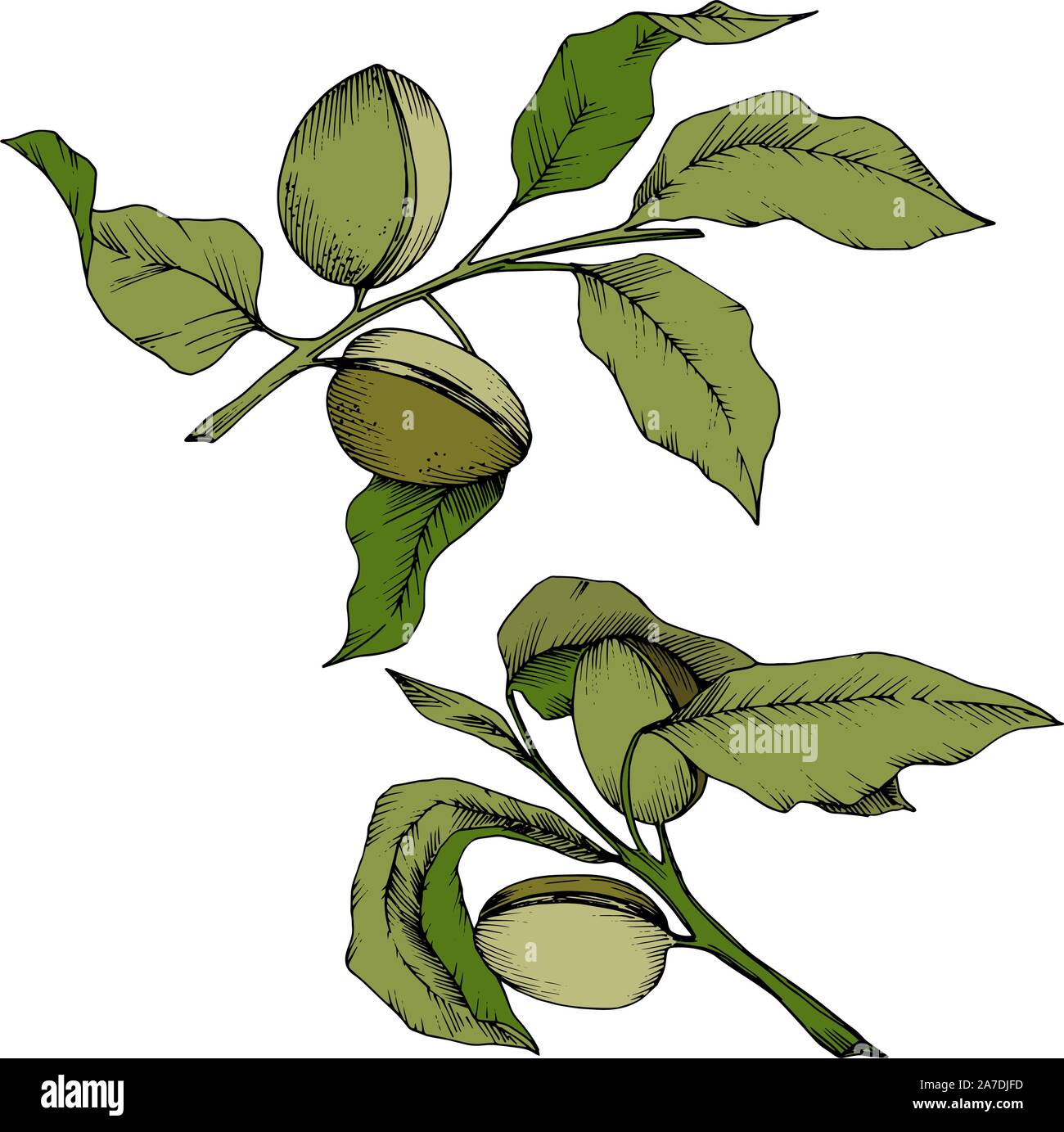Green almond in a vector style isolated Stock Vector Image & Art - Alamy