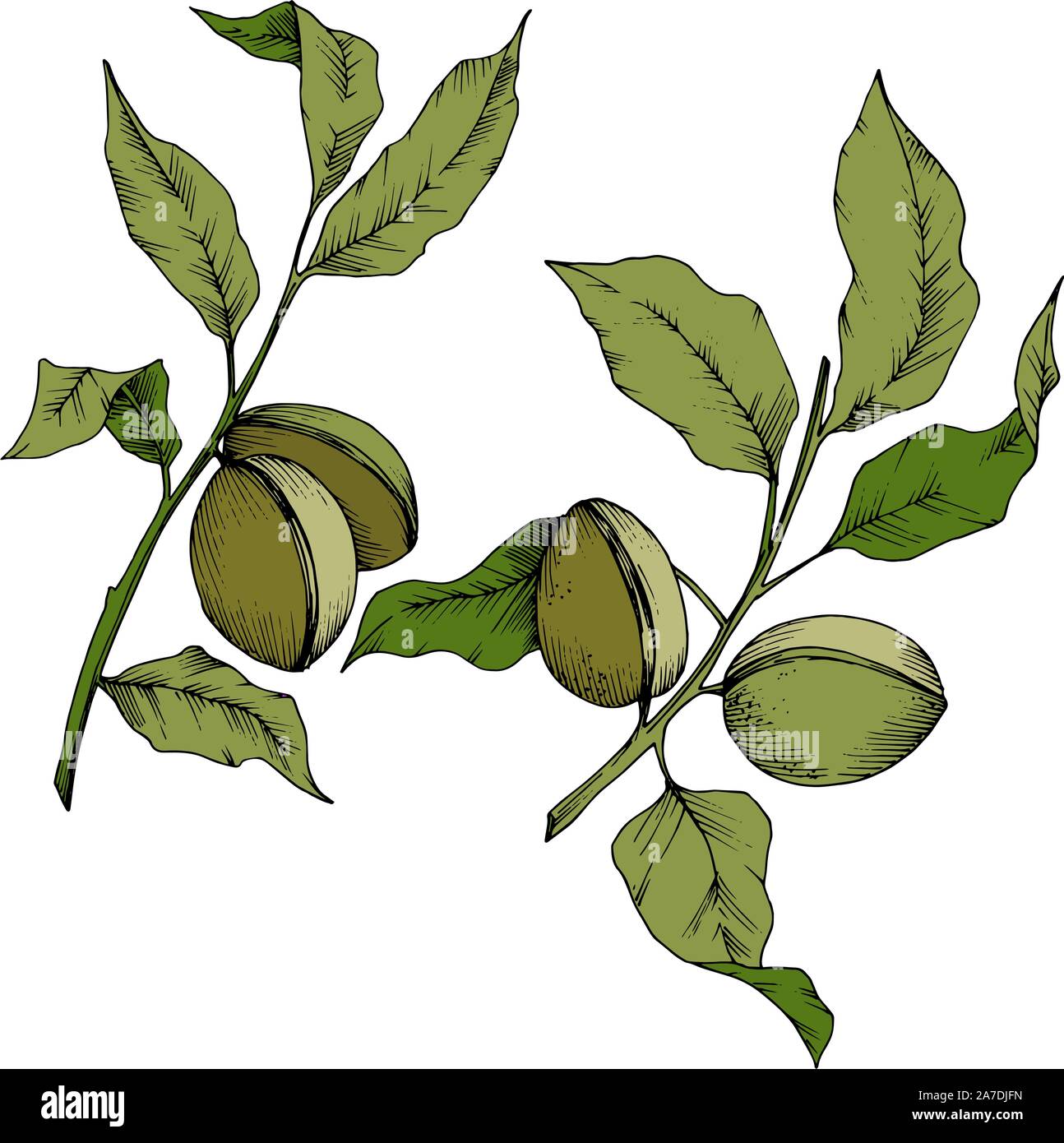 Green almond in a vector style isolated Stock Vector Image & Art - Alamy