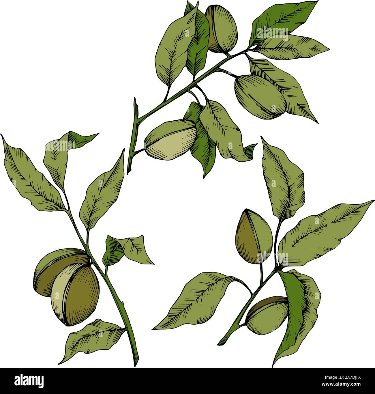 Green almond in a vector style isolated Stock Vector Image & Art - Alamy