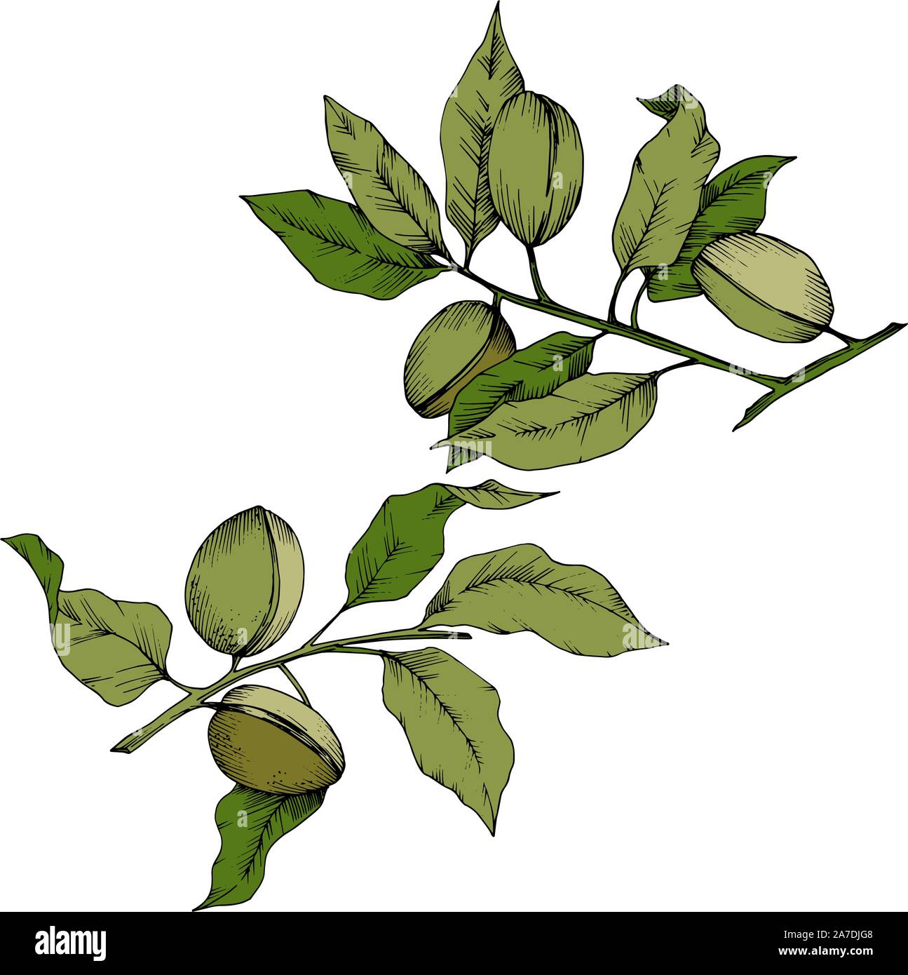 Green almond in a vector style isolated Stock Vector Image & Art - Alamy