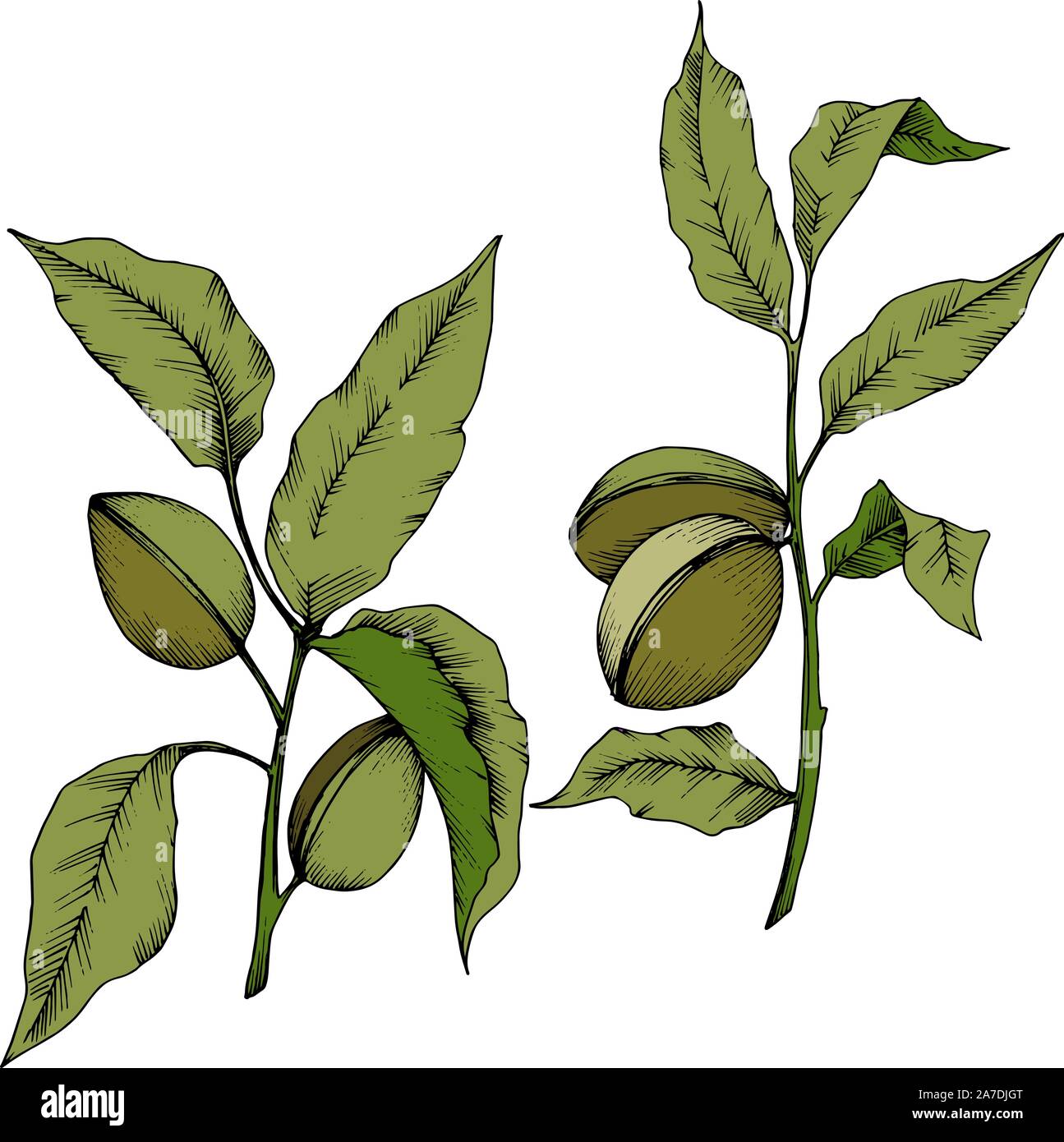 Almond oil almonds almonds nuts food Stock Vector Images - Alamy