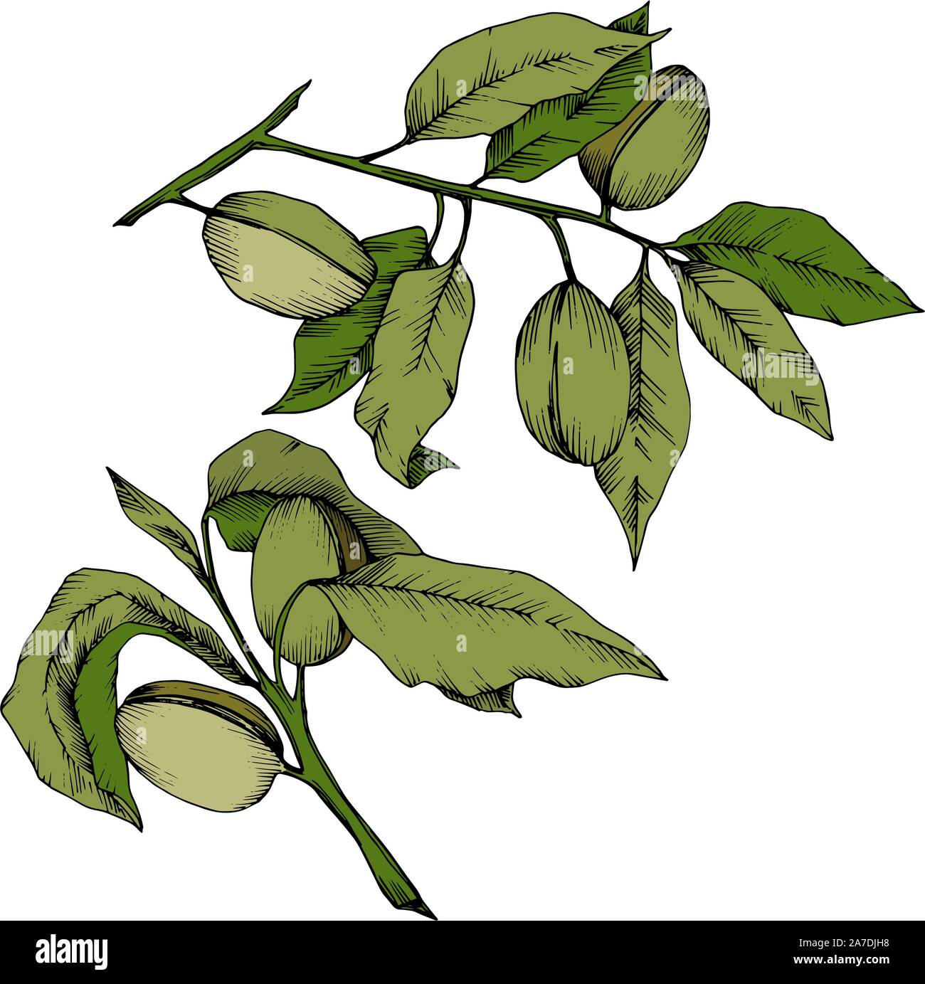 Green almond in a vector style isolated Stock Vector Image & Art - Alamy