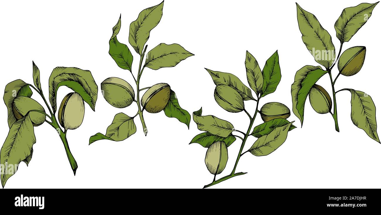 Almond tree Stock Vector Images - Alamy