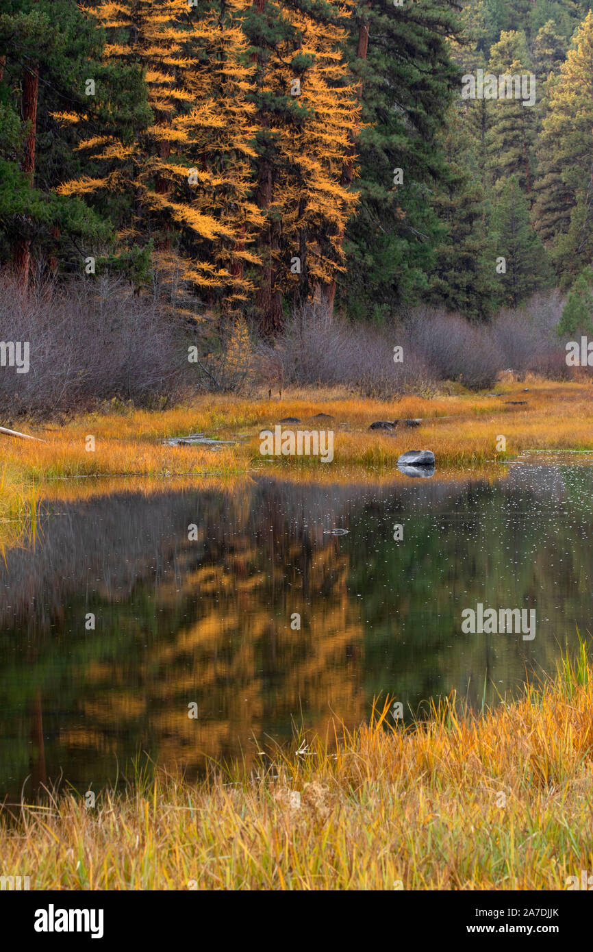 Crooked forest hi-res stock photography and images - Alamy