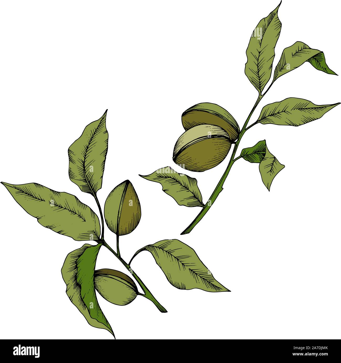 Green almond in a vector style isolated Stock Vector Image & Art - Alamy