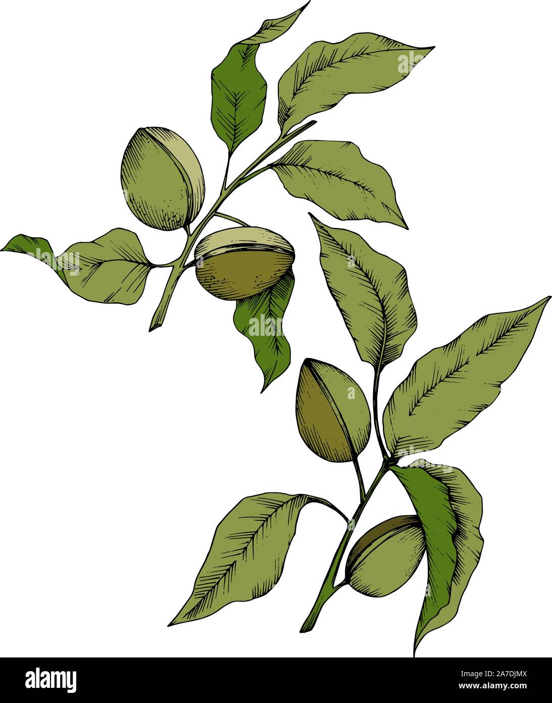 Green almond in a vector style isolated Stock Vector Image & Art - Alamy