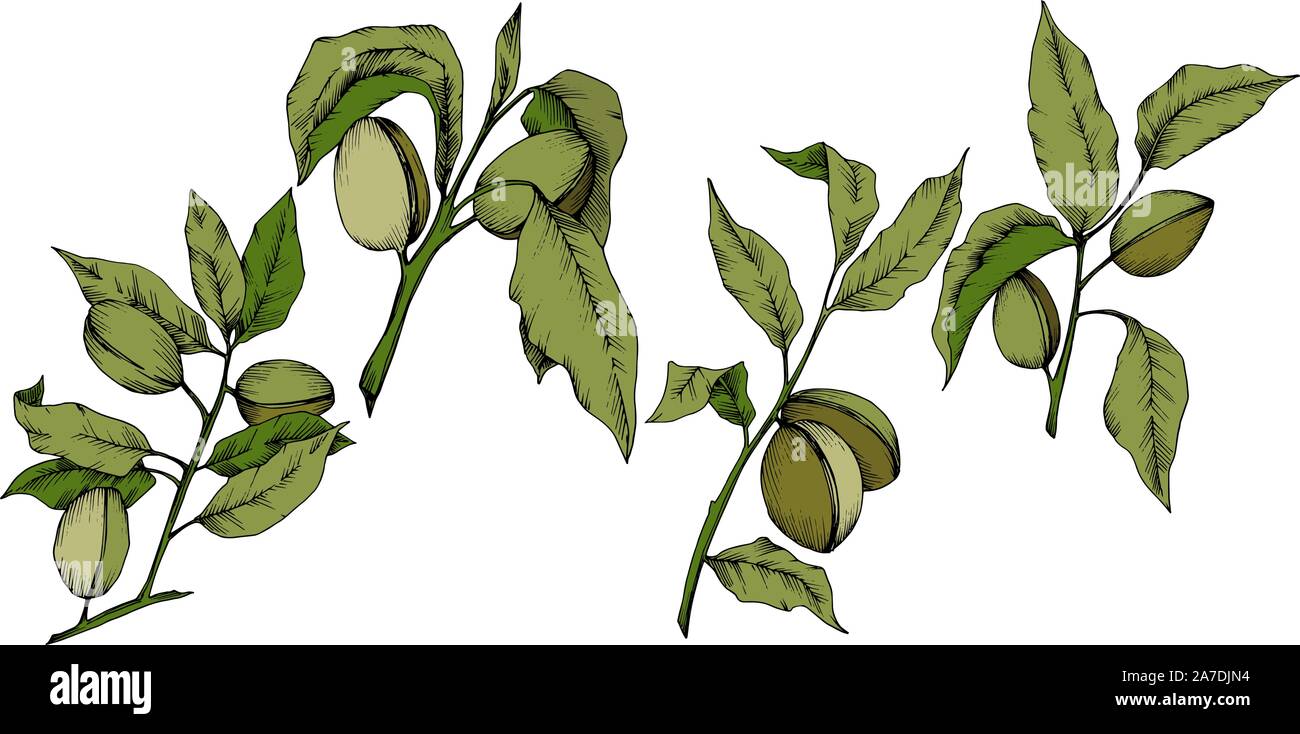 Green almond in a vector style isolated Stock Vector Image & Art - Alamy