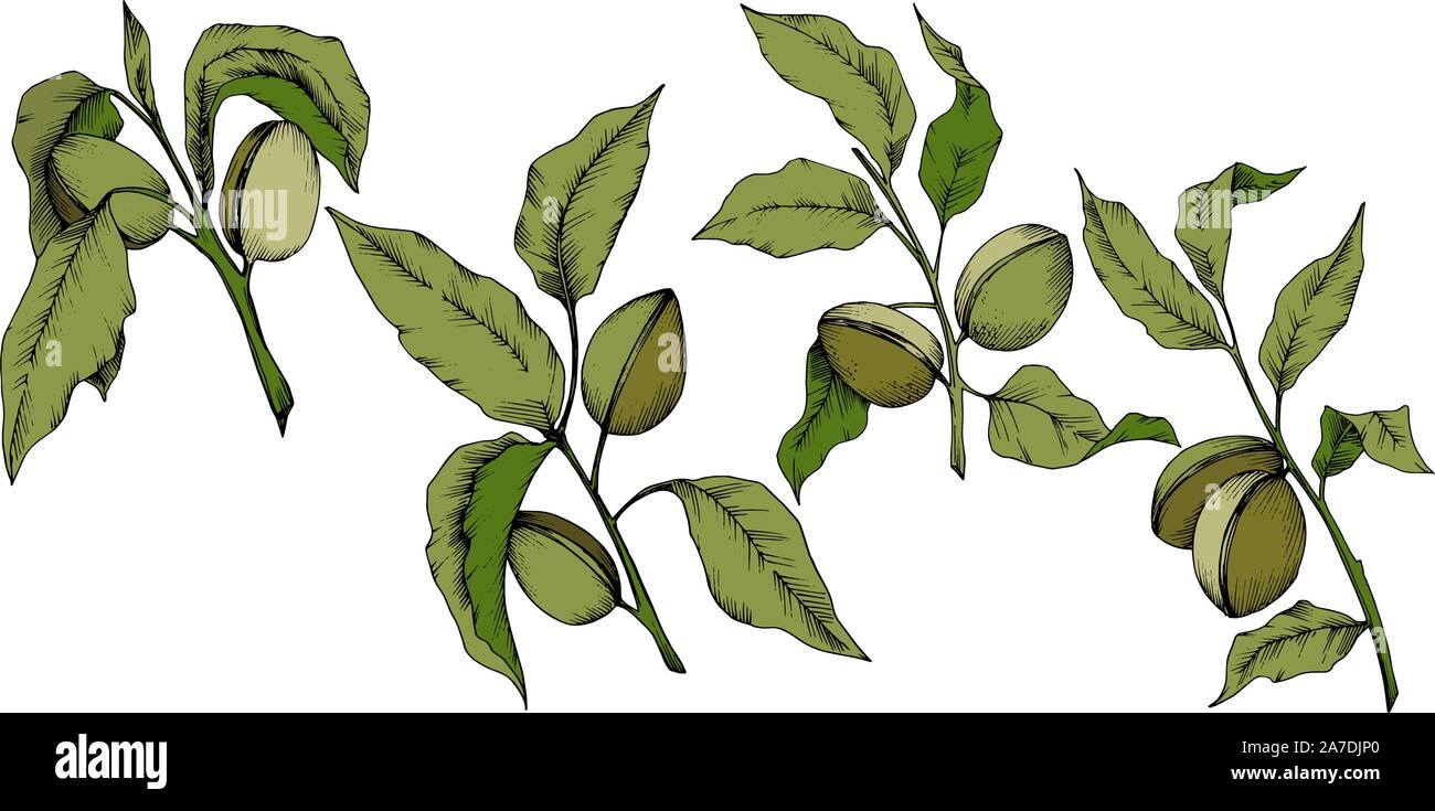 Green almond in a vector style isolated Stock Vector Image & Art - Alamy