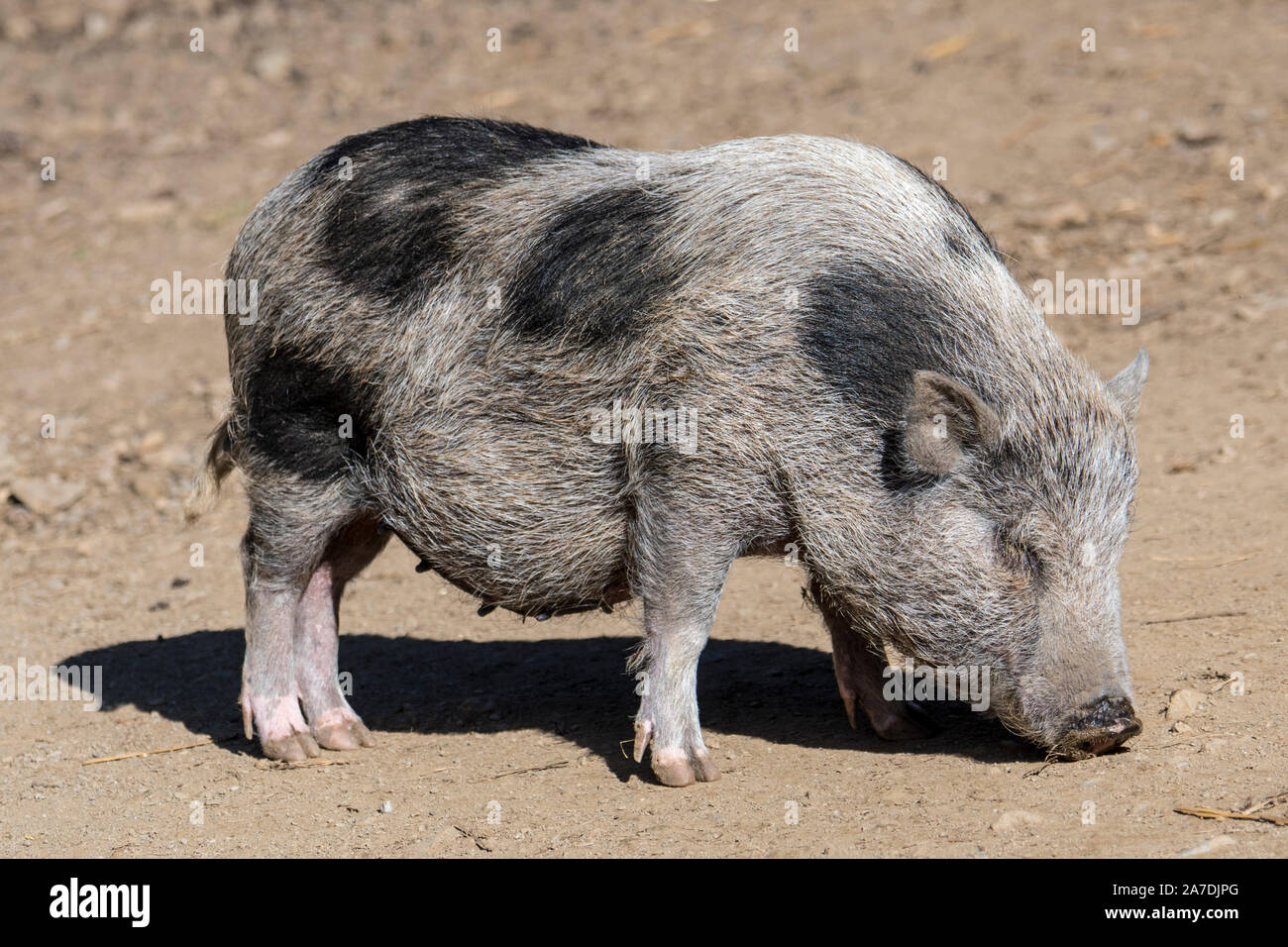 Vietnamese pig hi-res stock photography and images - Alamy