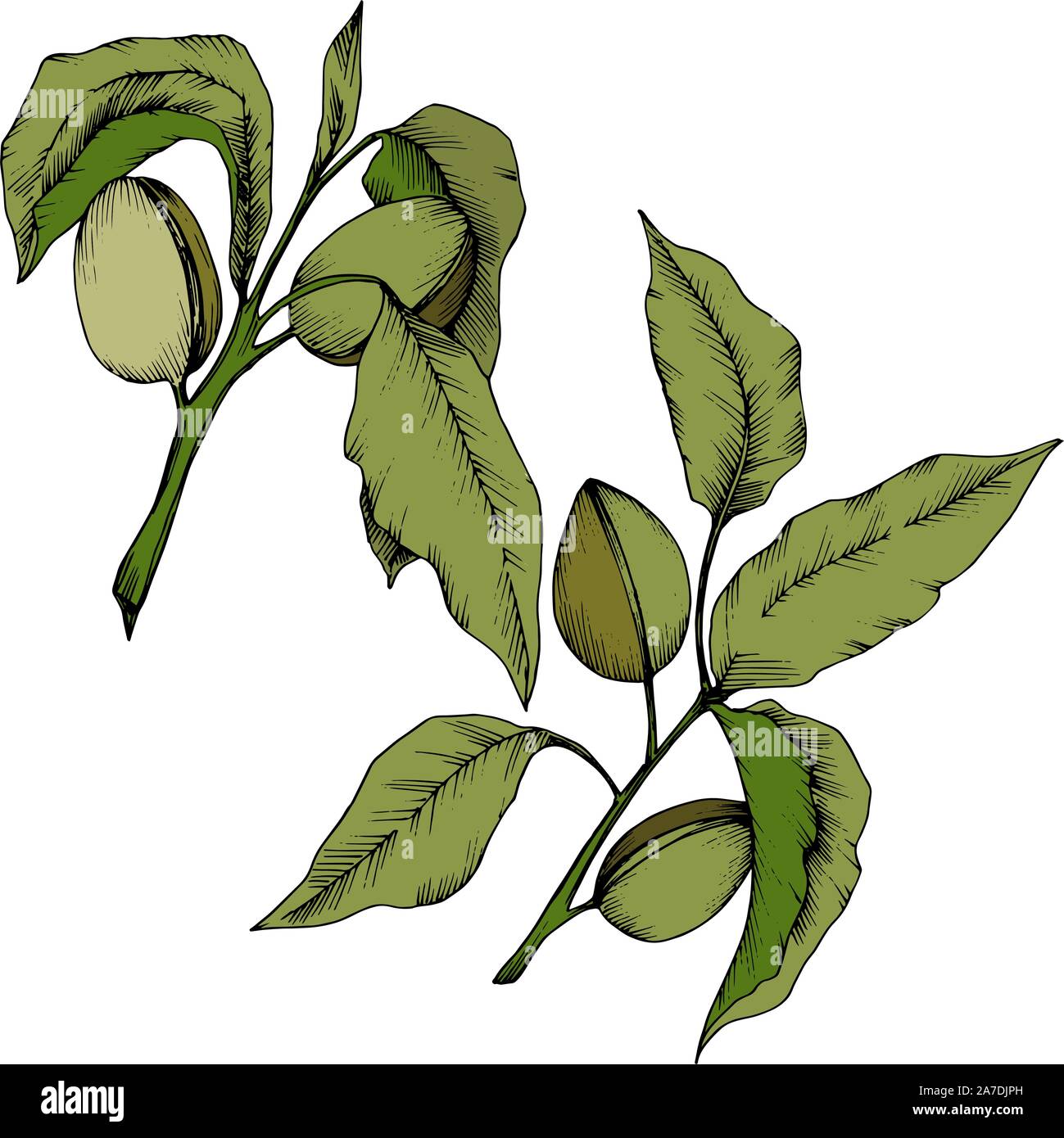 Almonds in a tree Stock Vector Images - Alamy