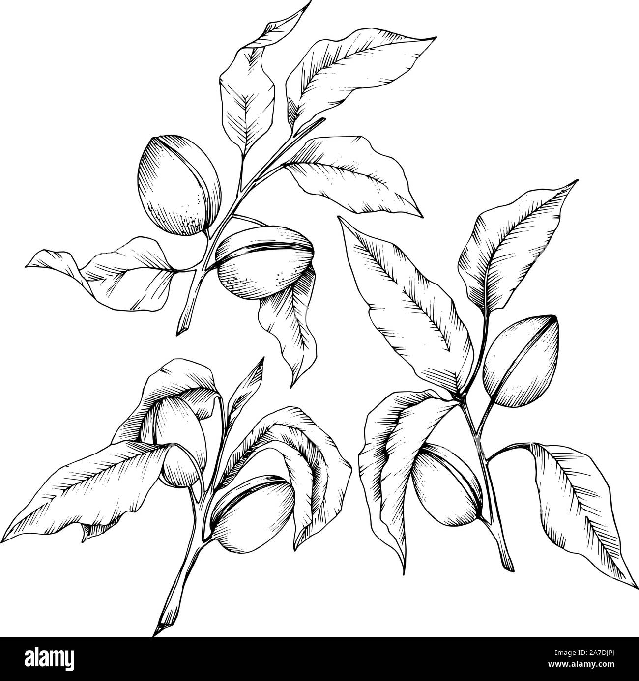 Almond in a vector style isolated. Isolated illustration element Stock ...