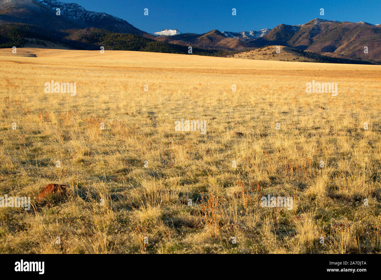 Dry forest mountains hi-res stock photography and images - Alamy