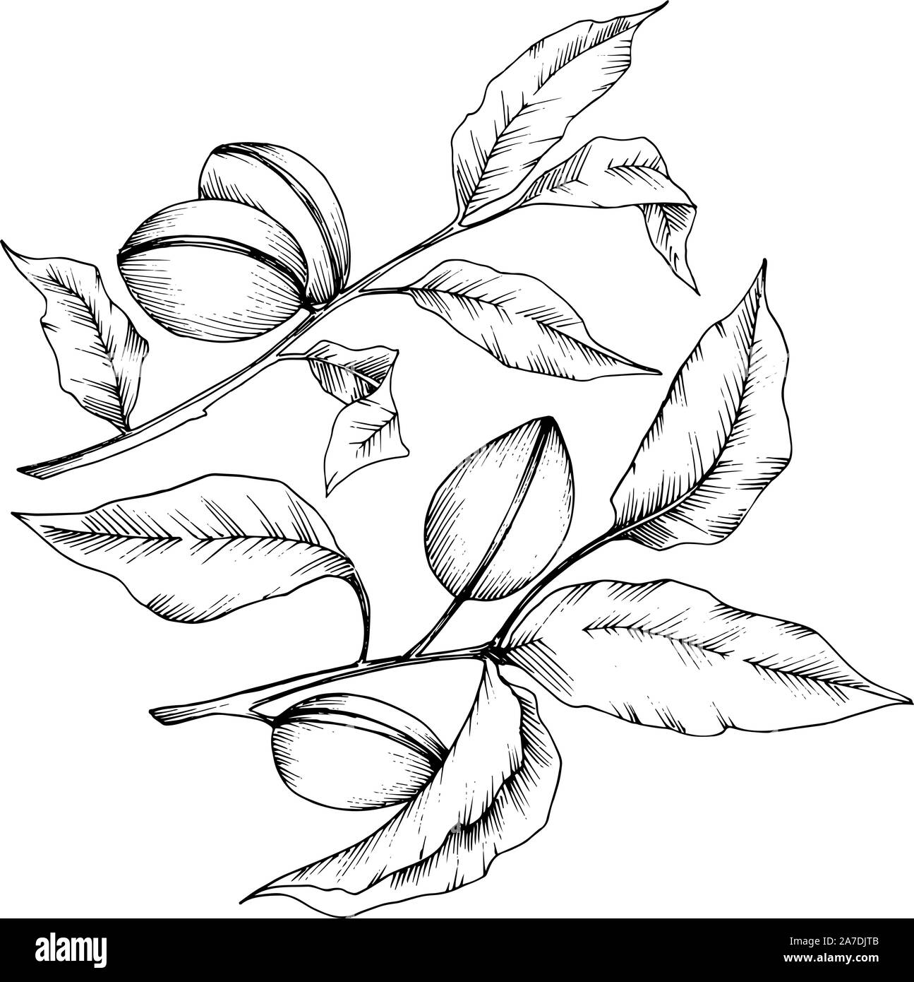 Almond in a vector style isolated. Isolated illustration element Stock ...