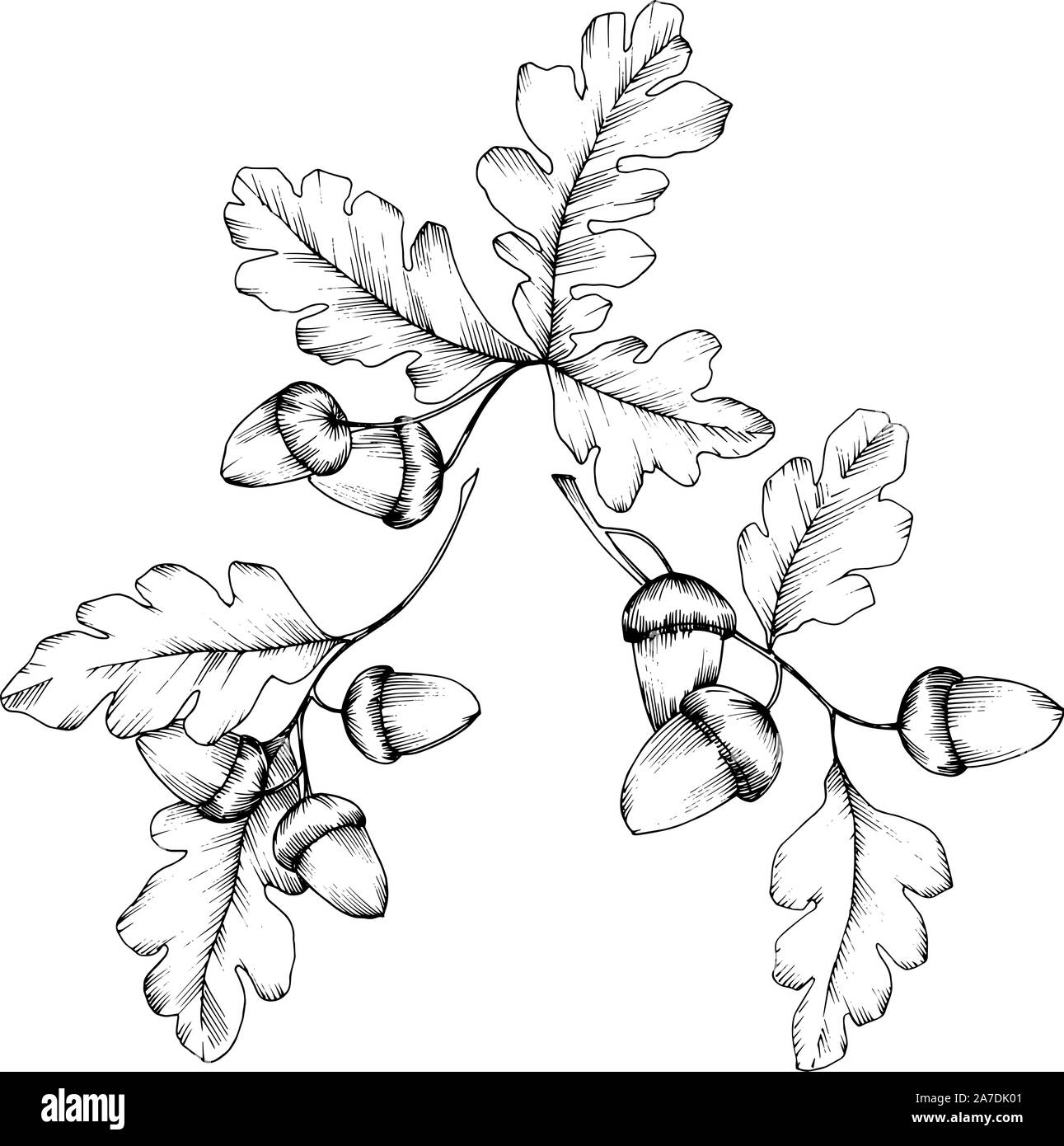 Oak Leaves Drawing