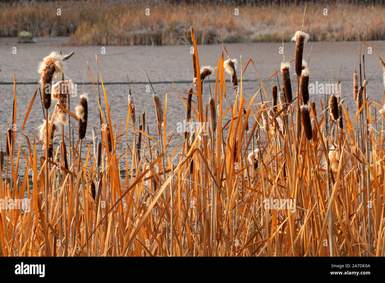 Bull pond hi-res stock photography and images - Alamy