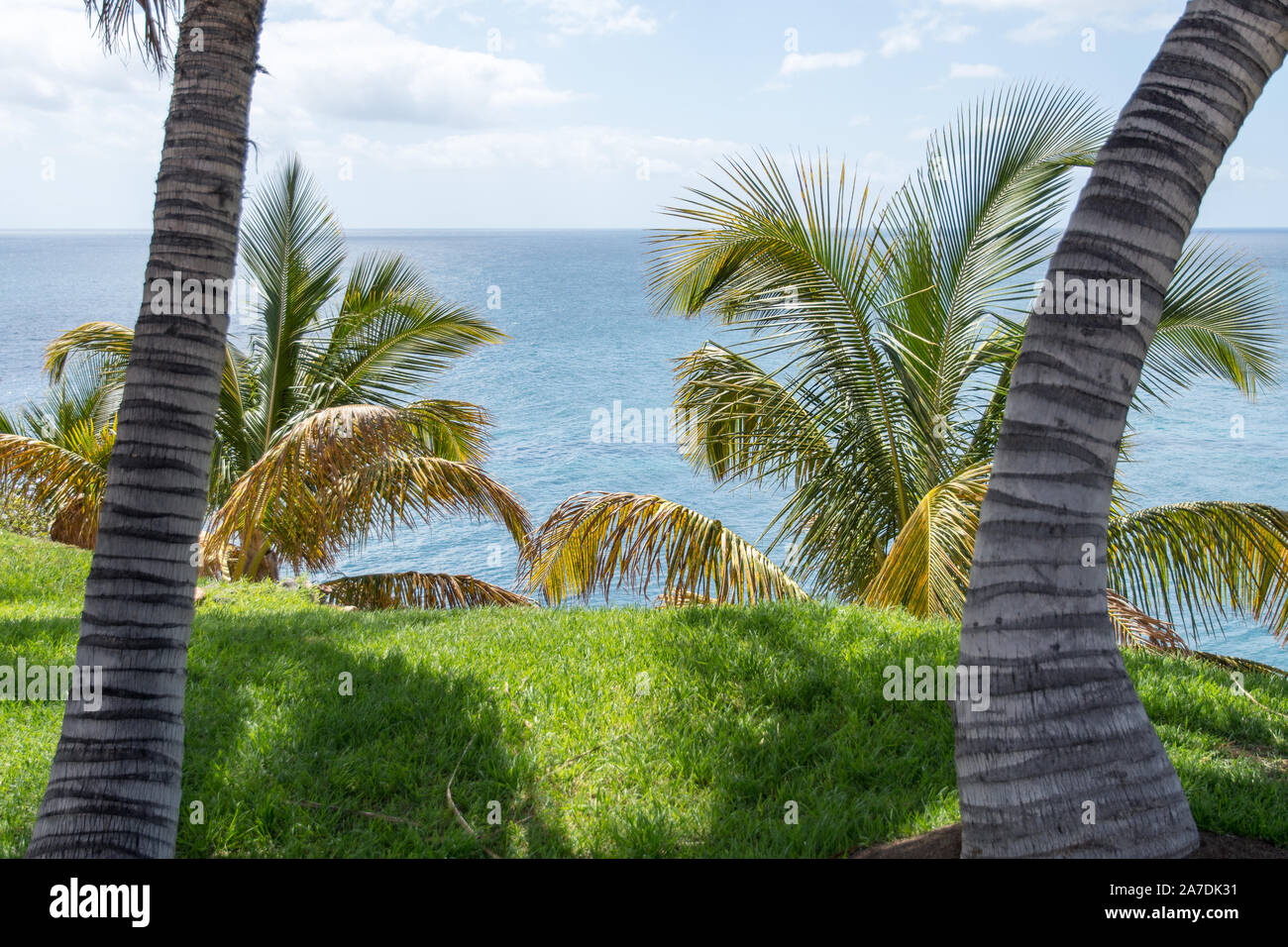 sea view through tropical vegetation and palm trees tranquility scenery ...