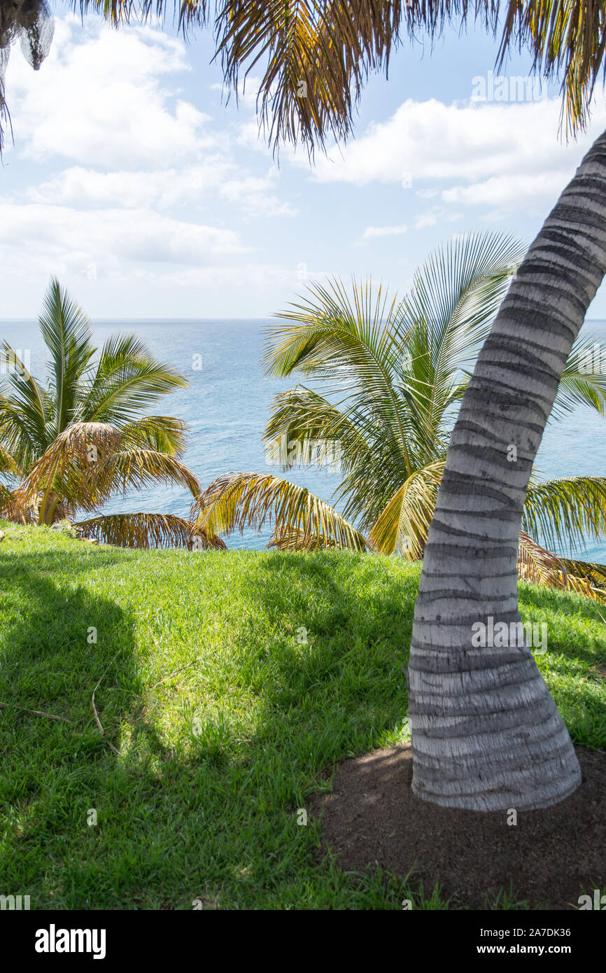 sea view through tropical vegetation and palm trees tranquility scenery ...