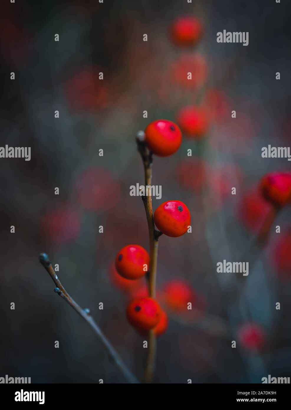 Native American Shrub High Resolution Stock Photography and Images - Alamy