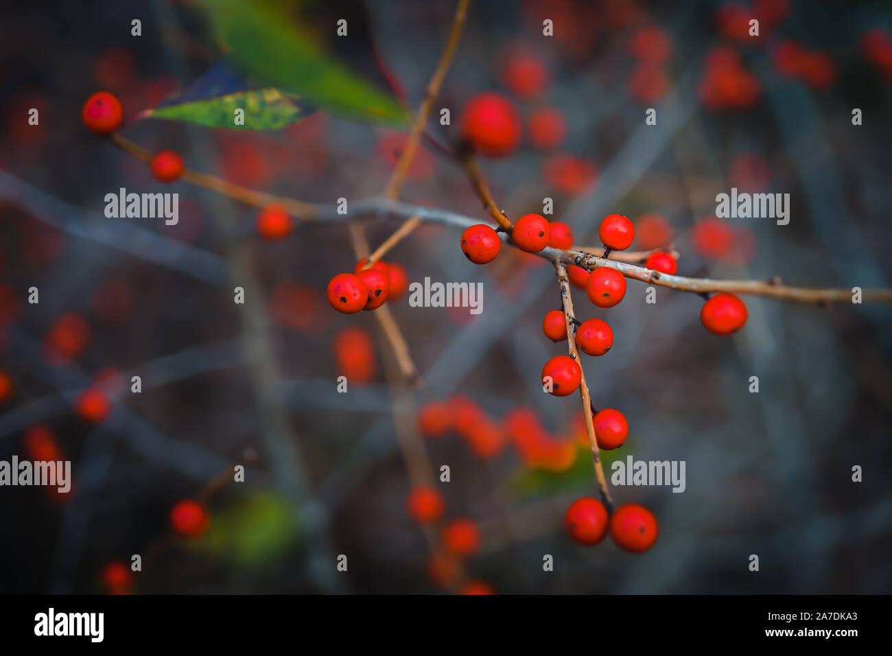 Native North American shrub winterberry, a holly also know as ilex ...