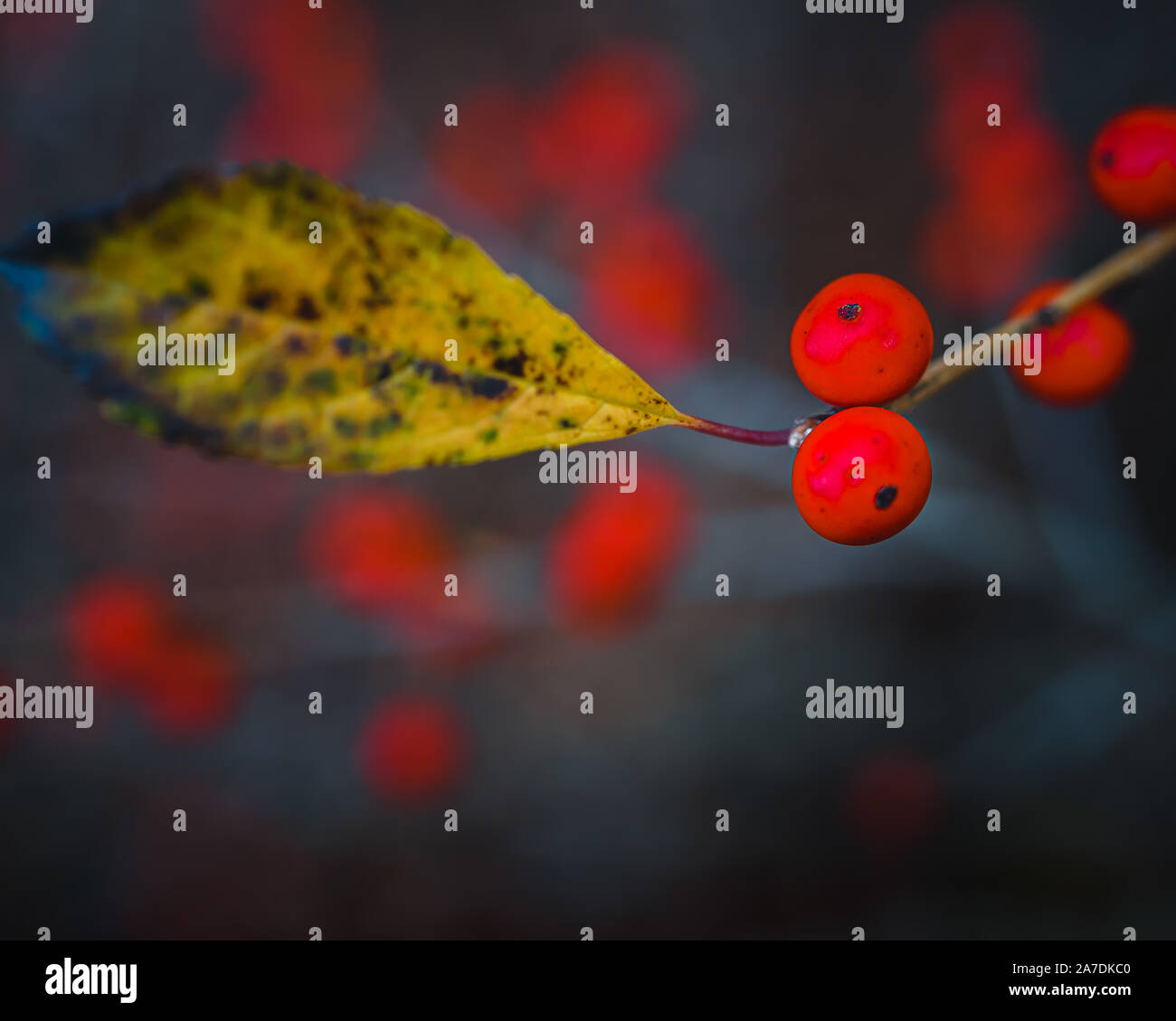 Native North American shrub winterberry, a holly also know as ilex ...