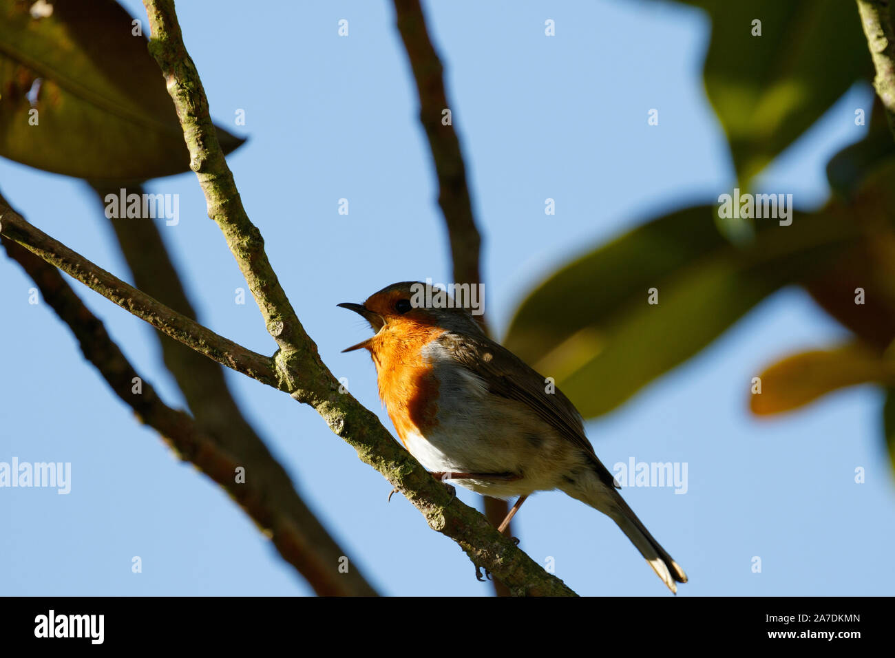 Robin perched on a tree branch singing with it's beak wide open ...