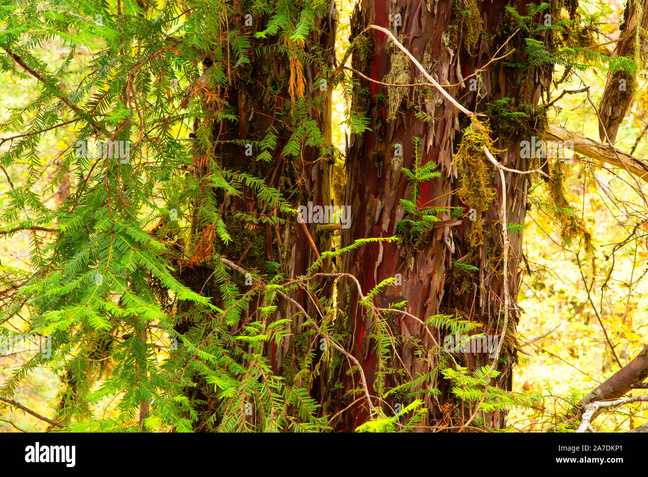 Pacific yew bark hi-res stock photography and images - Alamy