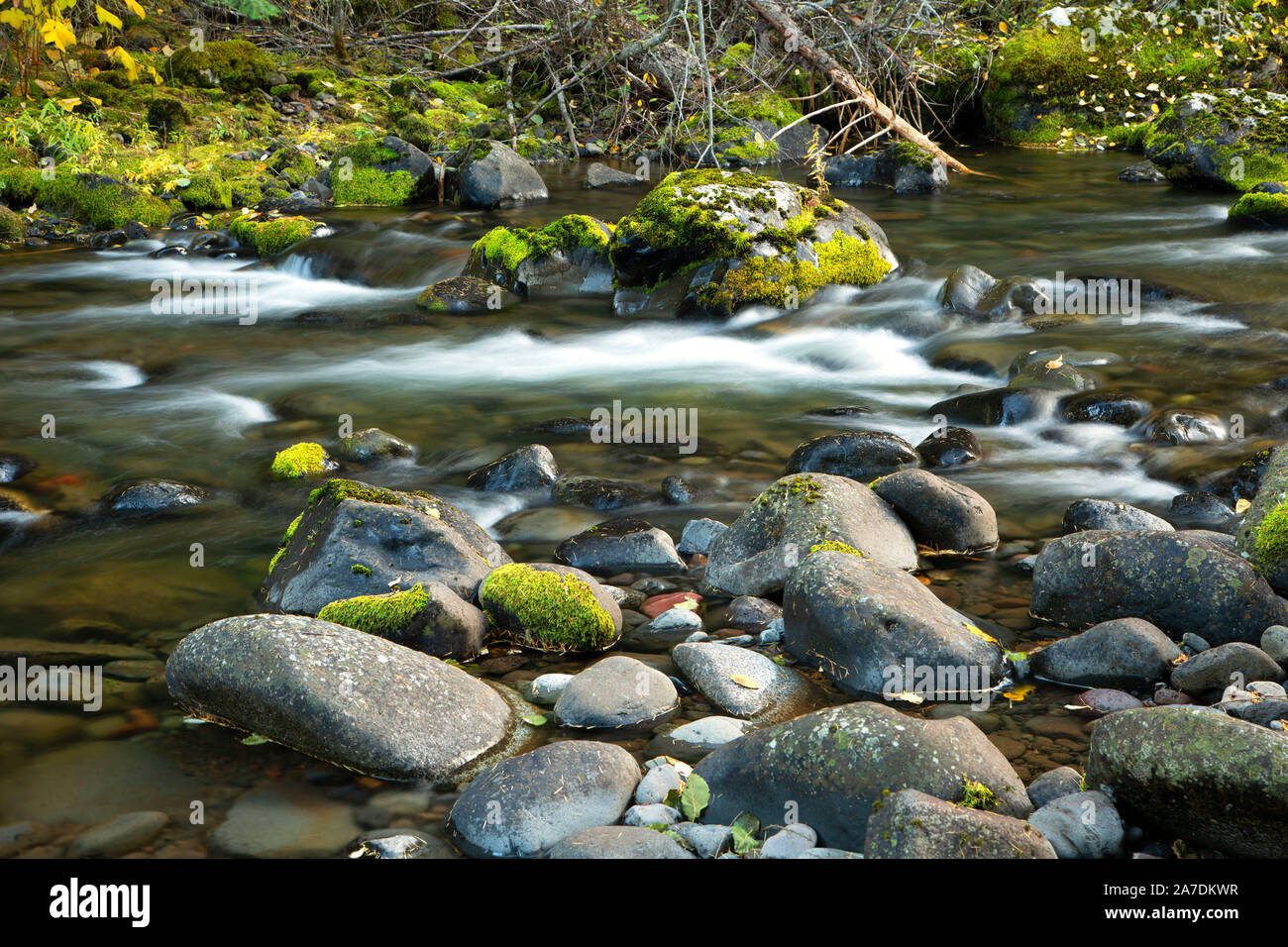 Bear Creek, Wallowa-Whitman National Forest, Oregon Stock Photo - Alamy