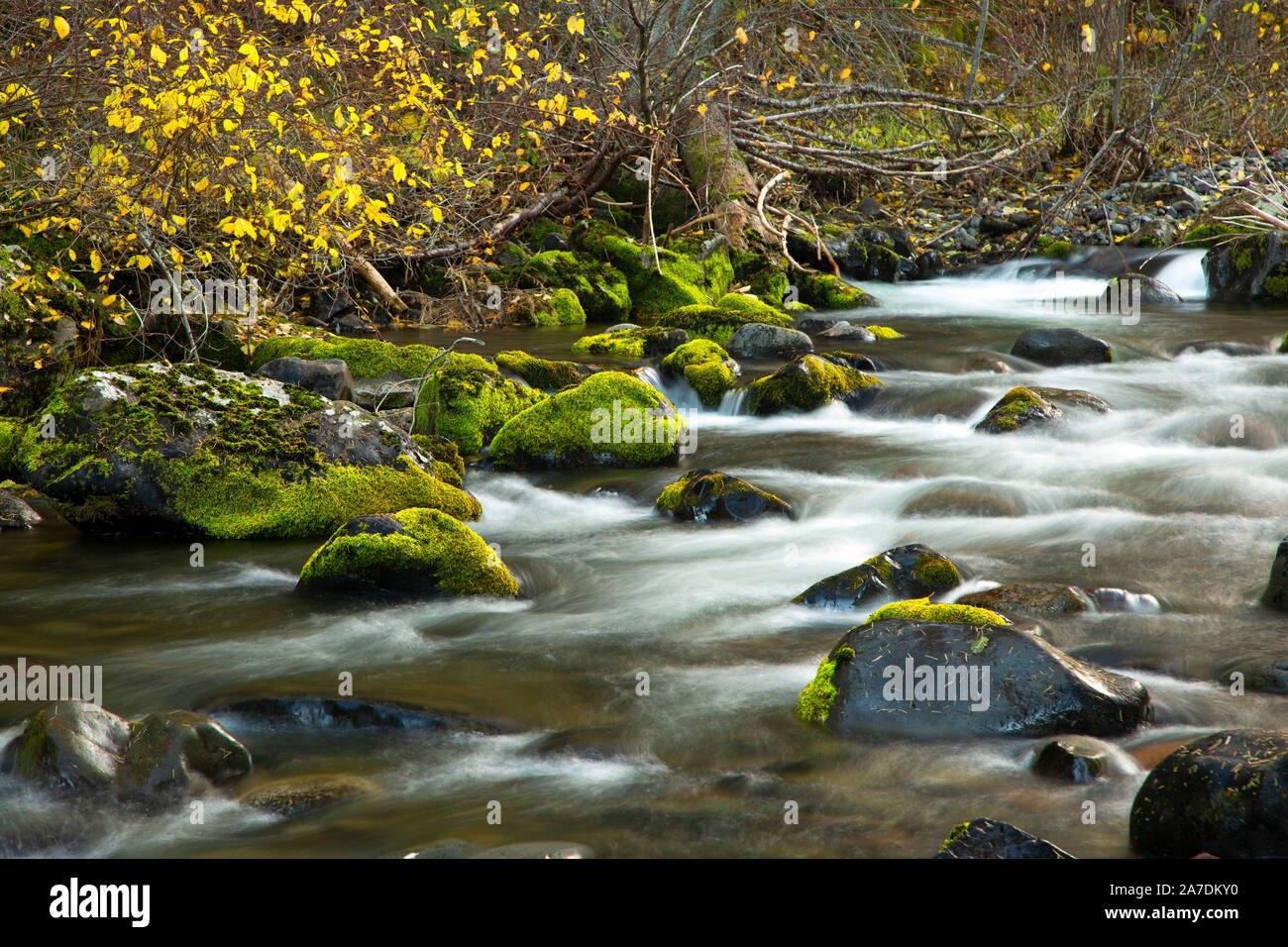 Bear Creek, Wallowa-Whitman National Forest, Oregon Stock Photo - Alamy