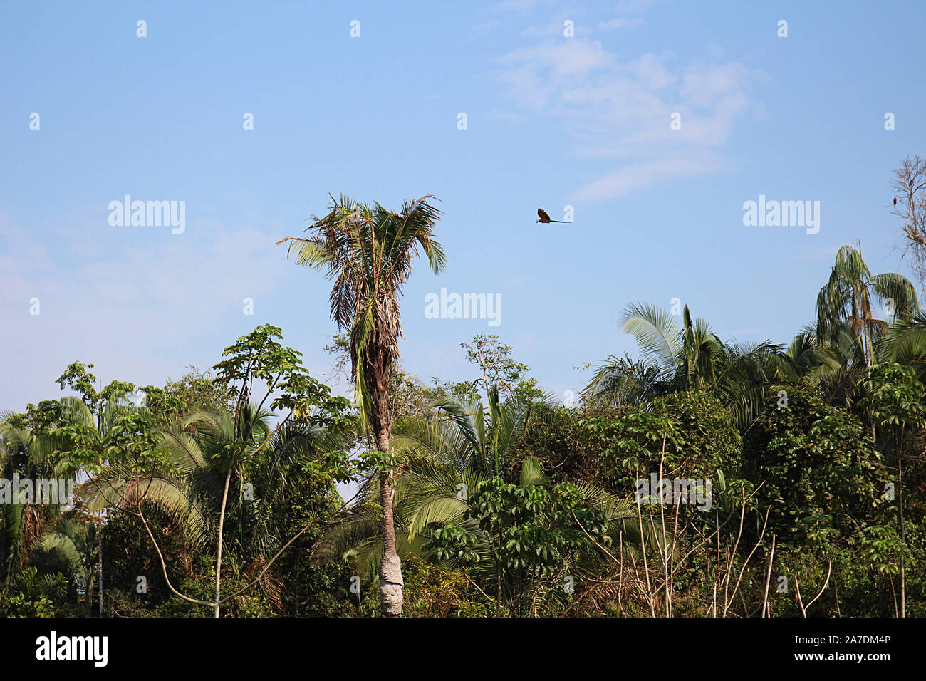 A Blue and Yellow Macaw flying above the tree tops in the Amazon ...