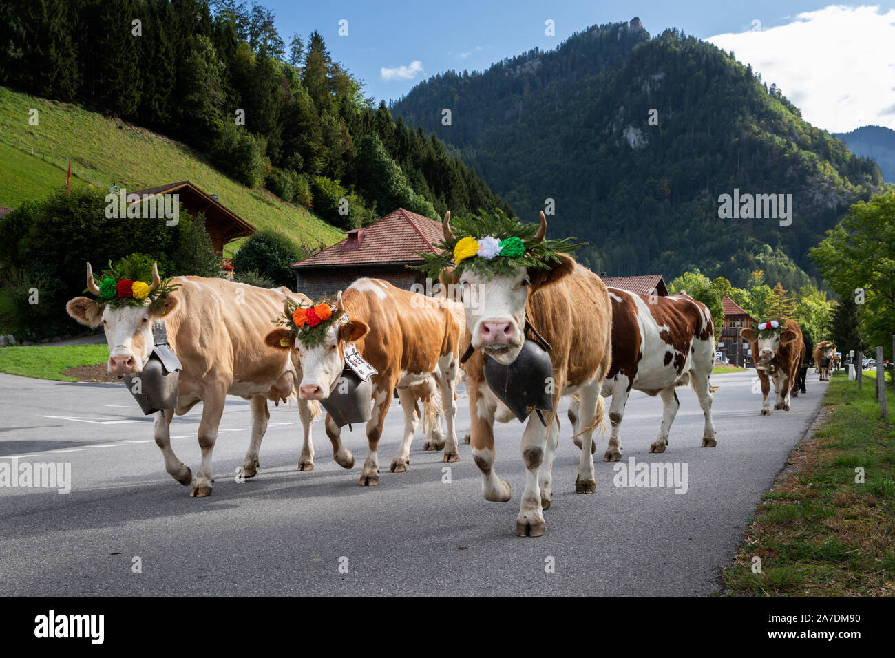 cows on the annual transhumance at Charmey near Gruyeres, Fribourg zone ...
