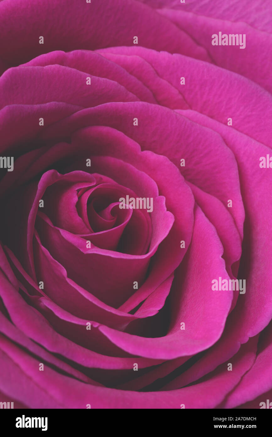 Fresh pink rose flower petals macro background, toned Stock Photo - Alamy