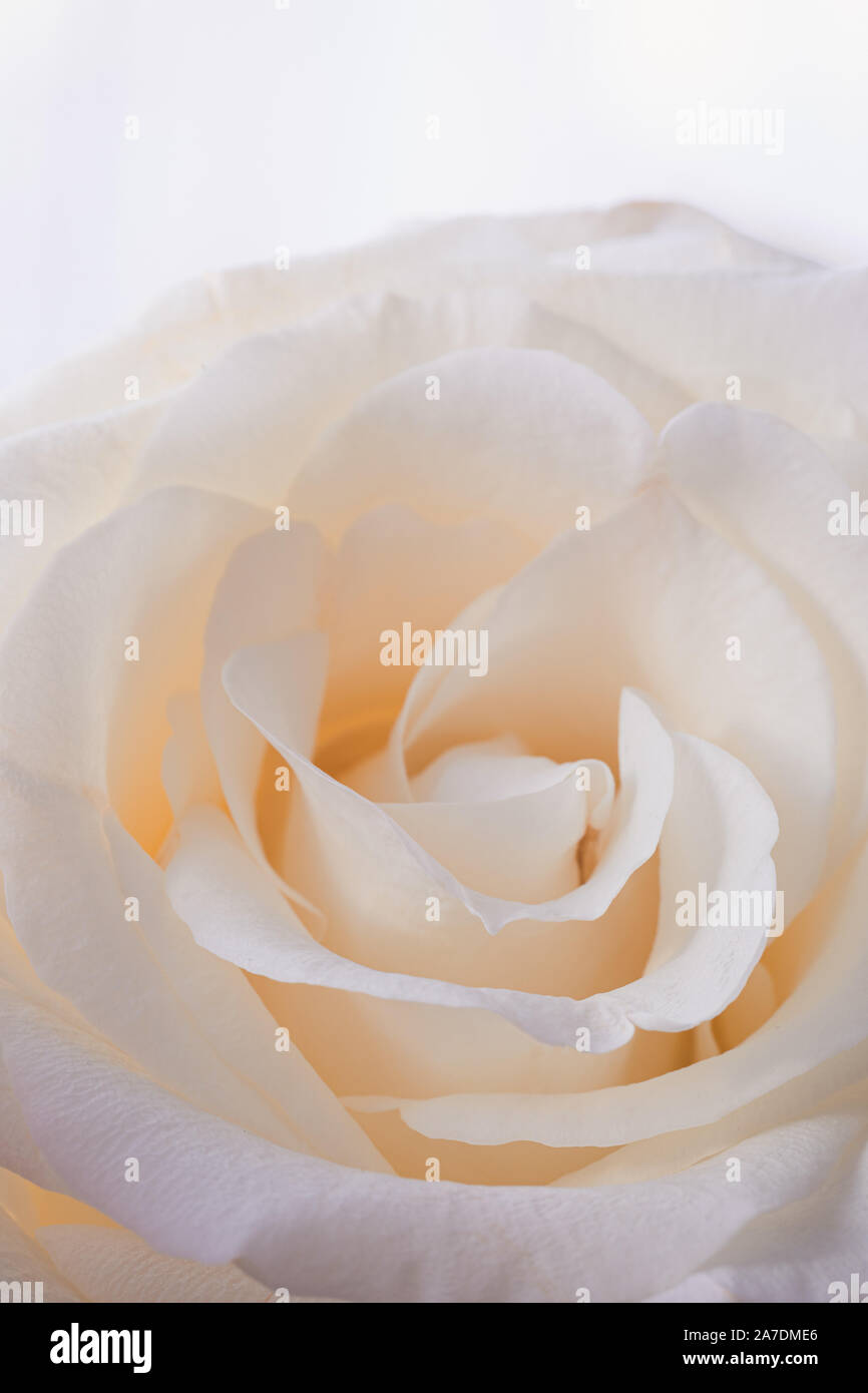 Fresh beige rose flower petals macro background, toned Stock Photo - Alamy
