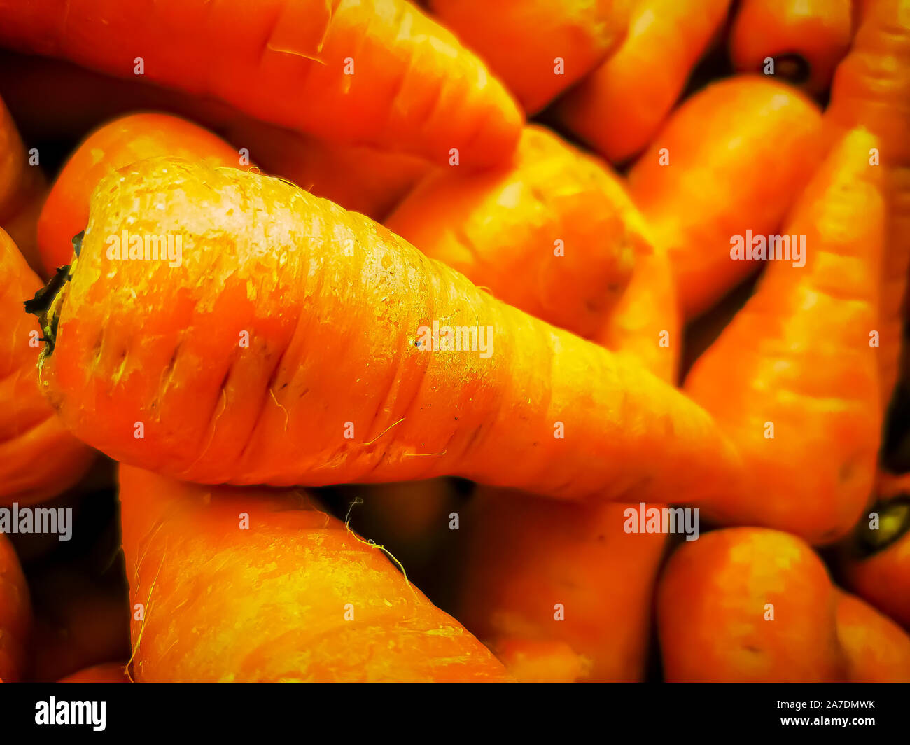 Organic carrots for sale. Fresh organic carrots at the farmers market ...