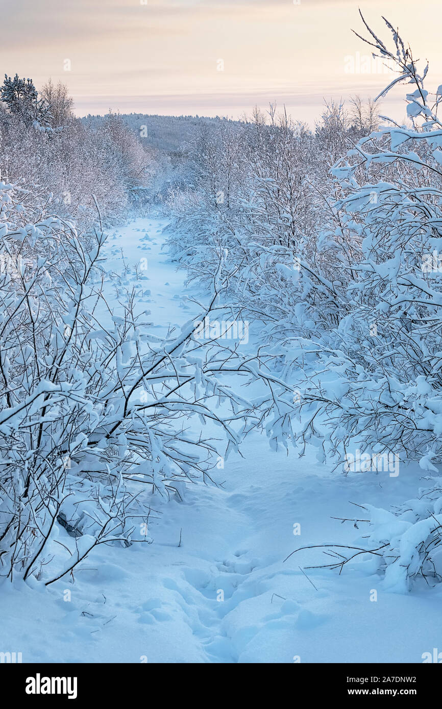 Kola trees hi-res stock photography and images - Alamy