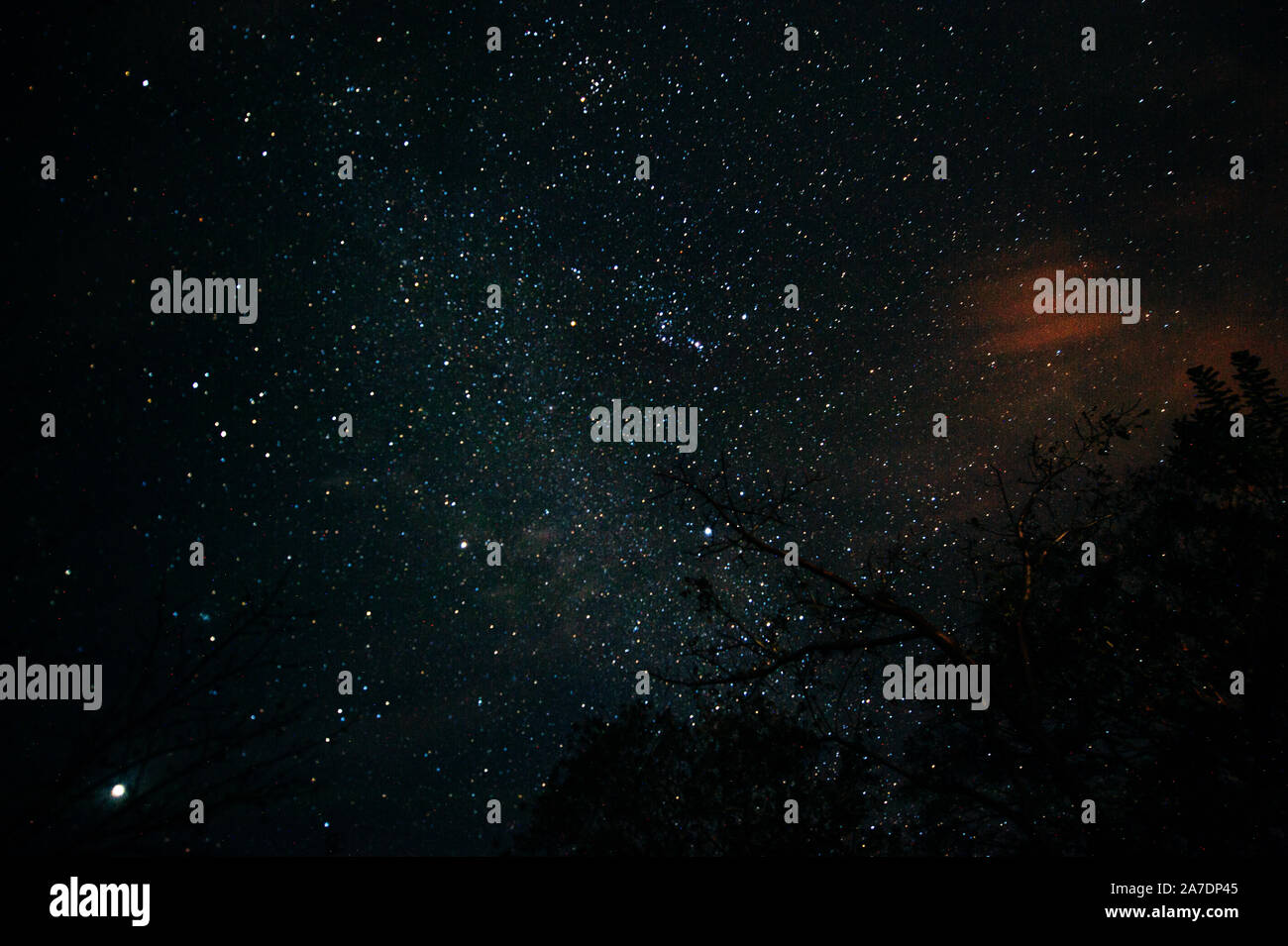 under the tree night time sky star background Stock Photo - Alamy