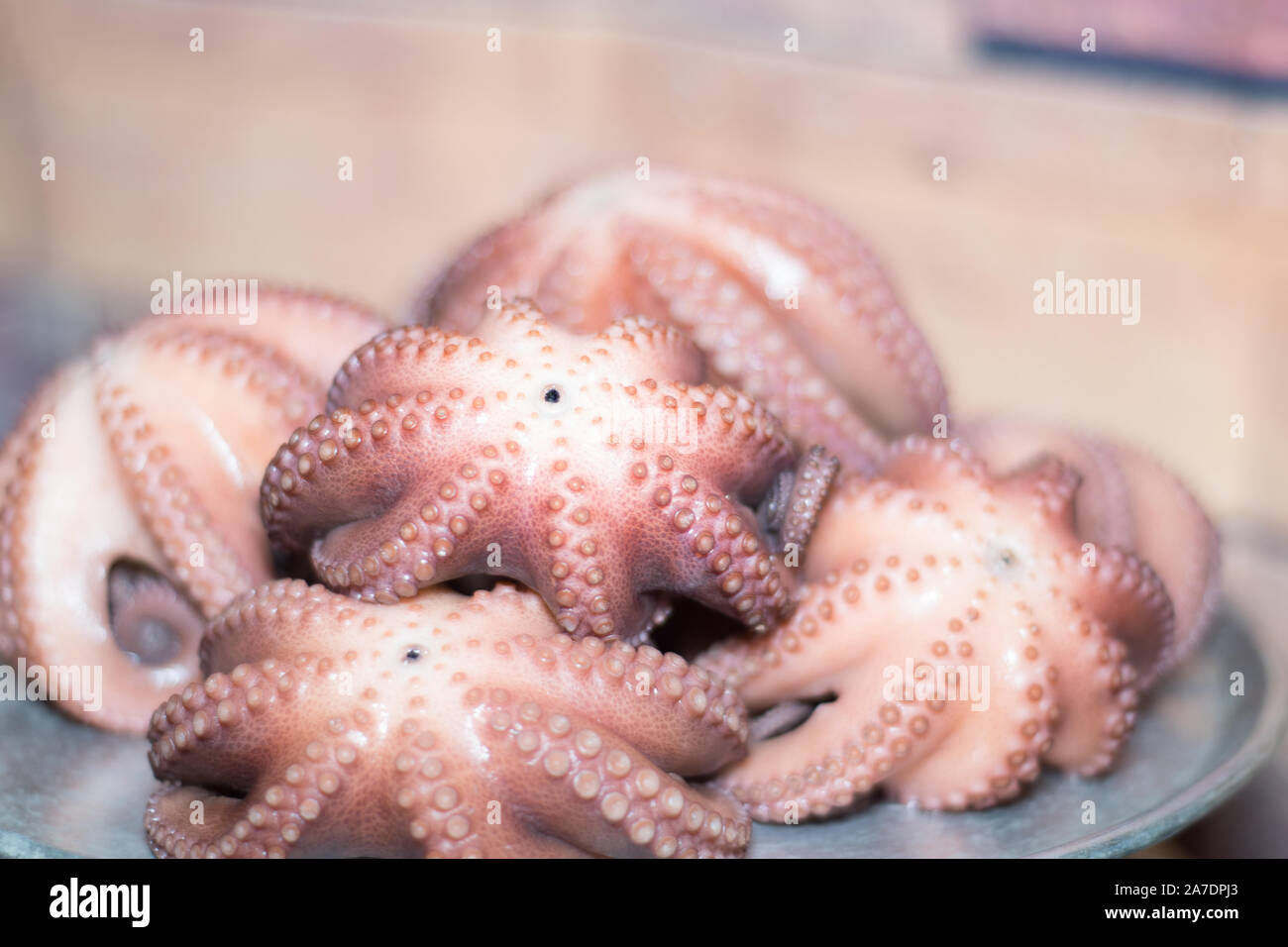 Saltwater Octopus