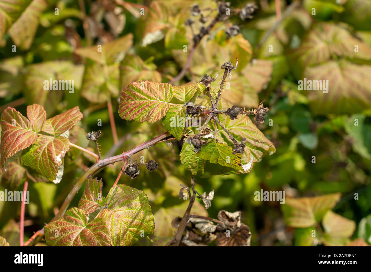 wrinkled leaves and branches currant close-up macro. Disease and Pests ...