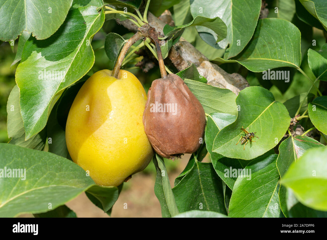 Sick still life vertical hi-res stock photography and images - Alamy
