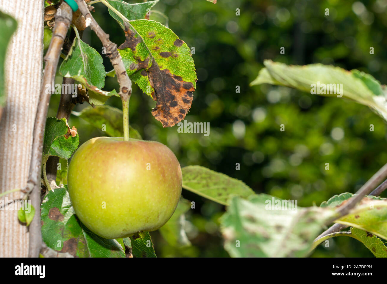 scab on the leaves and fruits of an apple tree close-up. Diseases in ...