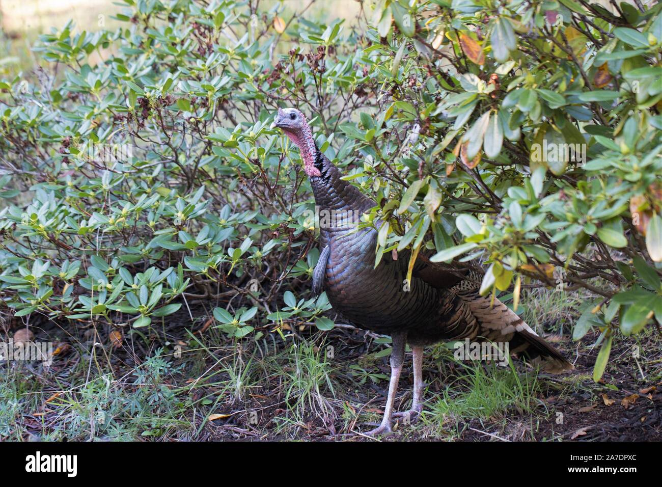 Oregon turkey hi-res stock photography and images - Alamy