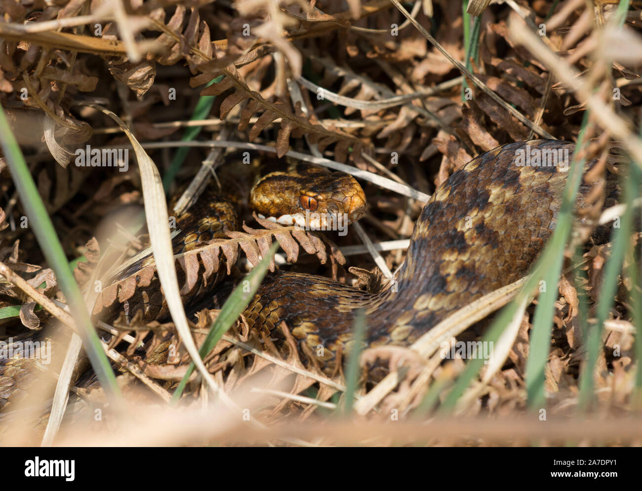 Female adder hi-res stock photography and images - Alamy