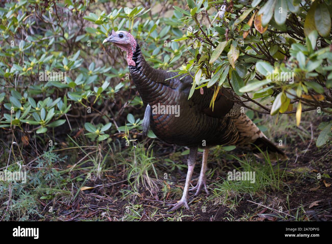 A wild turkey in a yard in Eugene, Oregon, USA Stock Photo - Alamy