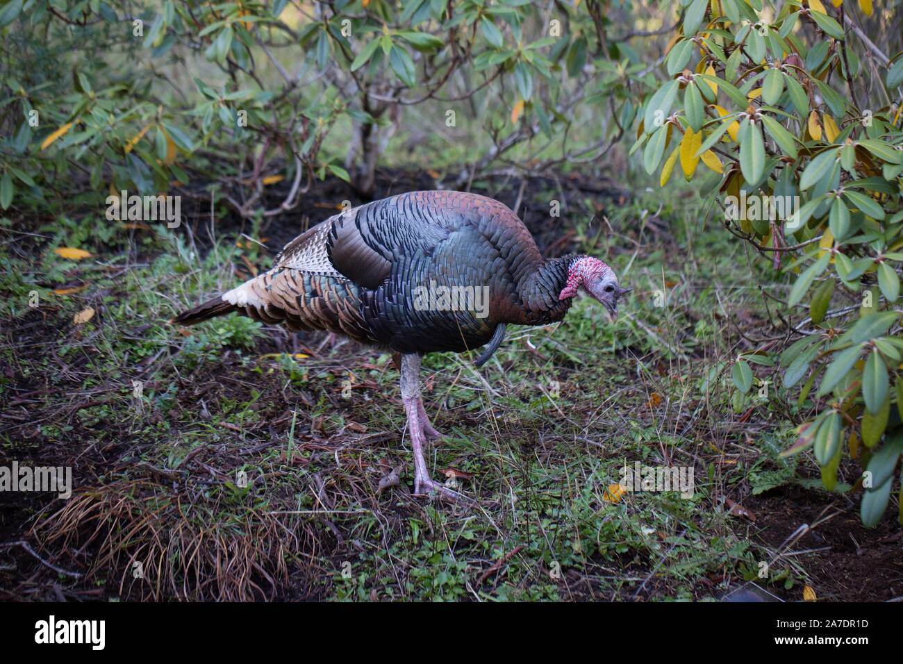 Oregon turkey hi-res stock photography and images - Alamy