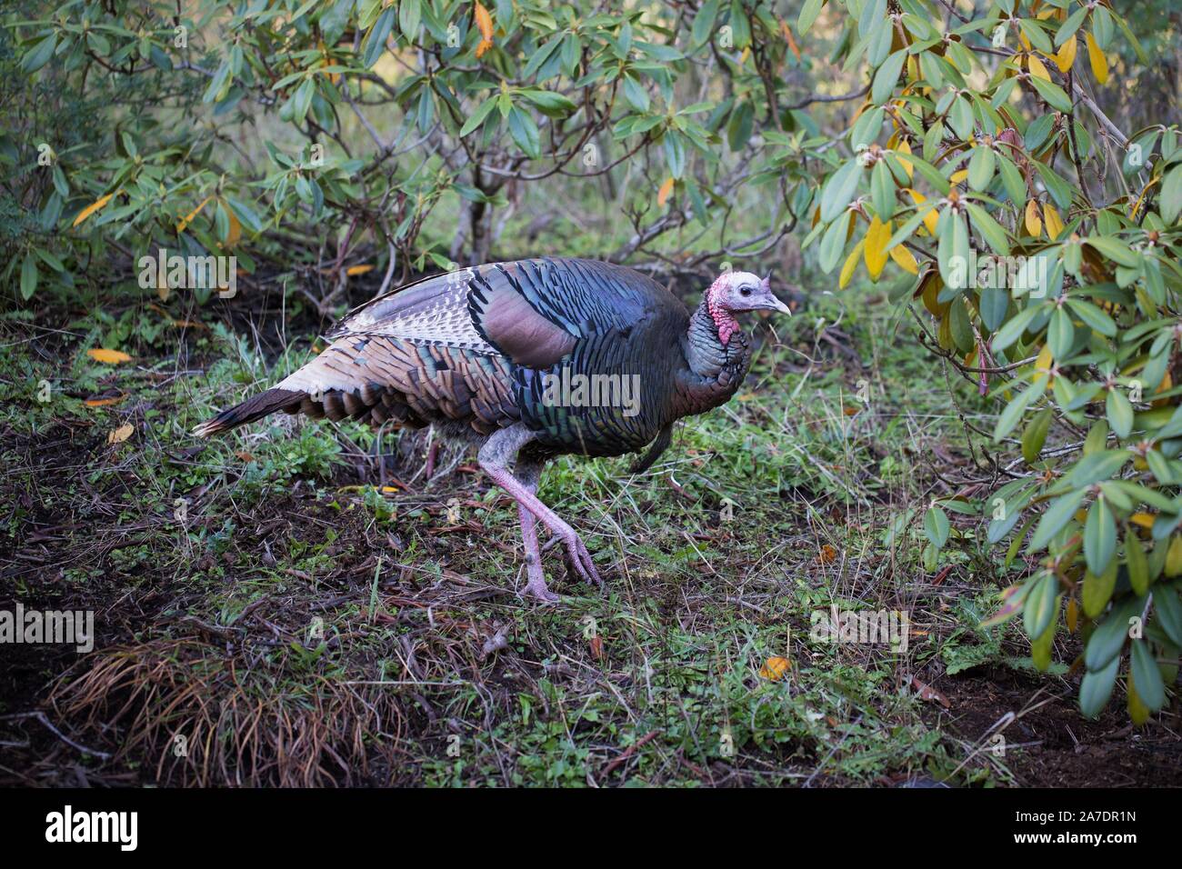 A wild turkey in a yard in Eugene, Oregon, USA Stock Photo - Alamy