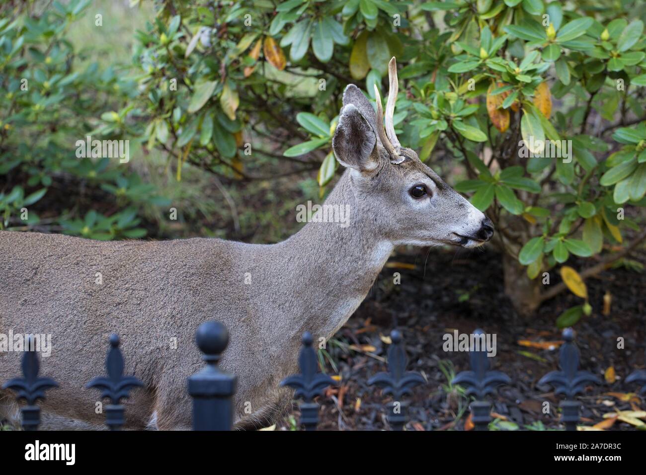 A young male blacktail deer, in Eugene, Oregon, USA Stock Photo - Alamy