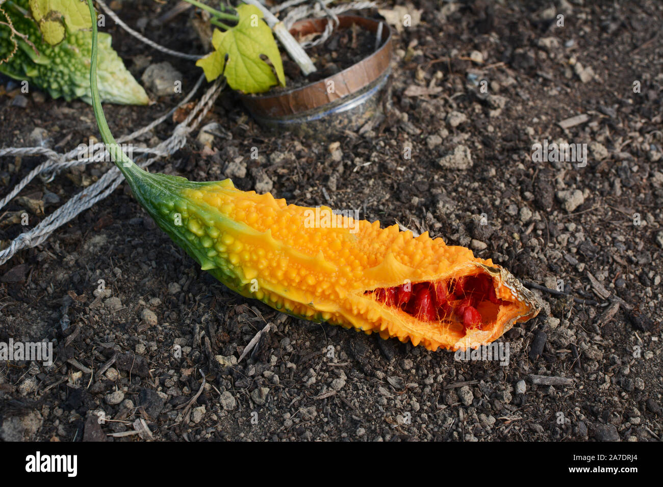 Ripe orange bitter melon in a vegetable bed, split open to reveal red ...