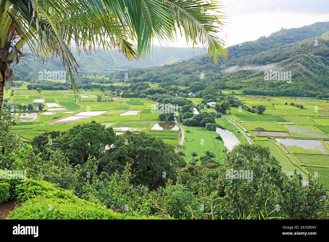 Taro plantation hi-res stock photography and images - Alamy