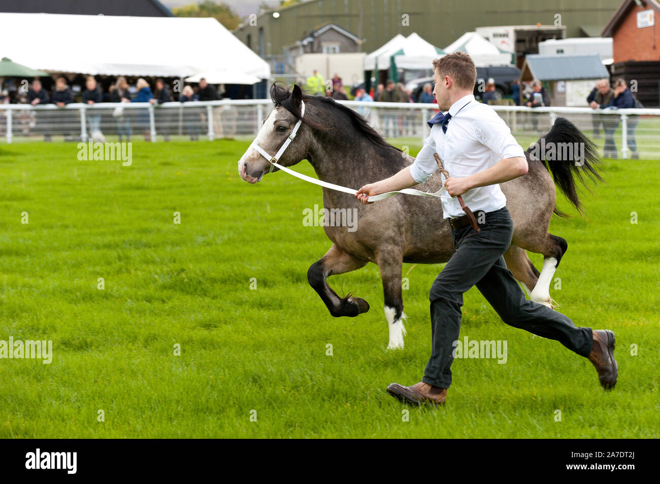 Builth Wells, Powys, UK. 1st Nov, 2019. The WPCS (Welsh Pony & Cob ...