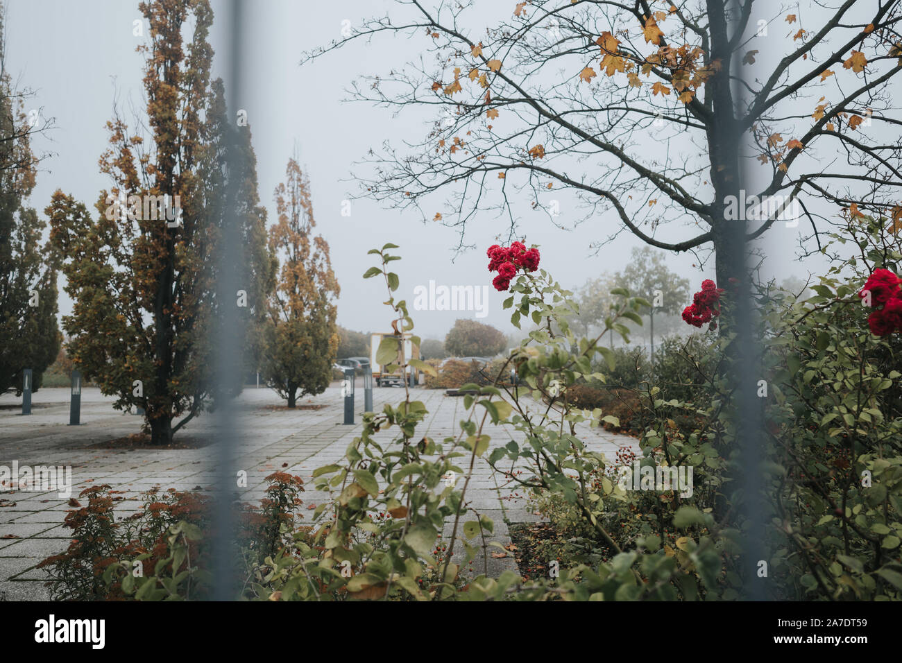 roses seen through a fence on a misty autumn morning Stock Photo - Alamy