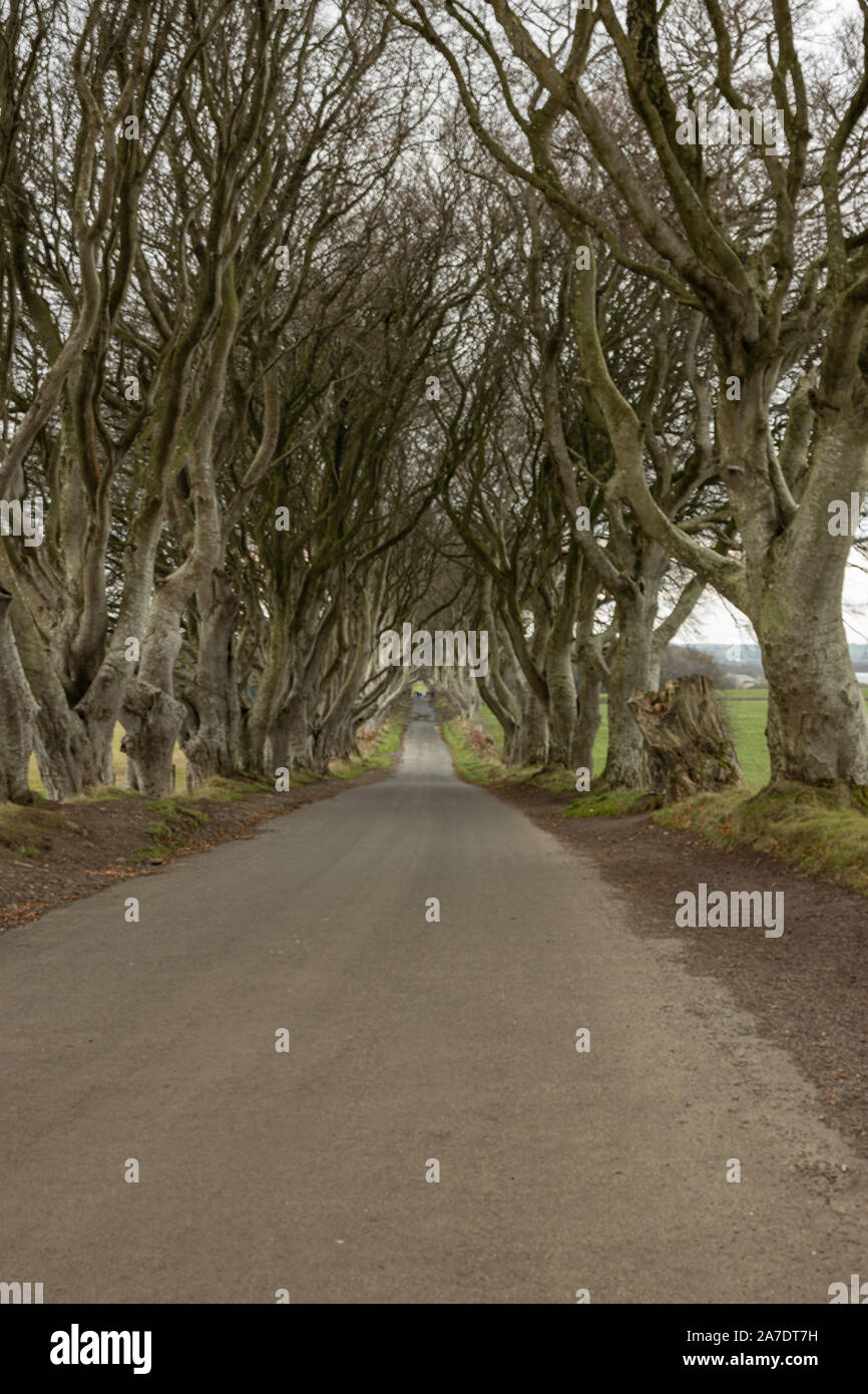 The Dark Hedges, HBO Game of Thrones TV series filming location, The ...